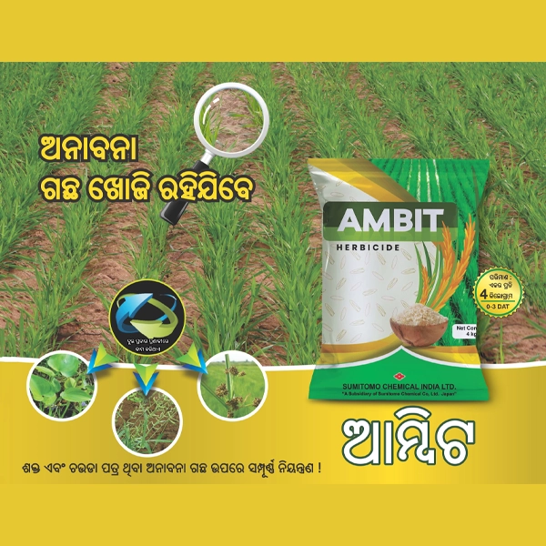 ଅନାବନା ଗଛ ଖୋଜି ରହିଯିବେ ଆମ୍ବିଟ, ଶକ୍ତ ଏବଂ ଚଉଡା ପତ୍ର ଥ‌ିବା ଅନାବନା ଗଛ ଉପରେ ...