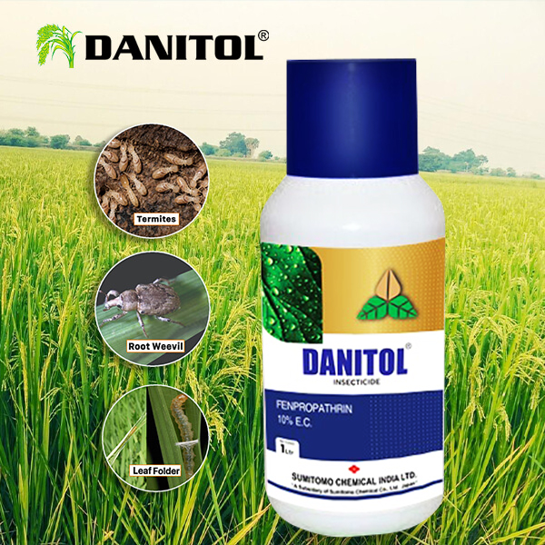 धान के जमीनी कीड़ों के लिए डेनीटोल (Sumitomo Danitol)